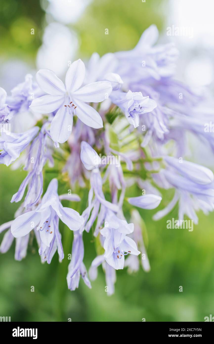 Blue agapanthus or African lily of nile flower is blooming in summer ...