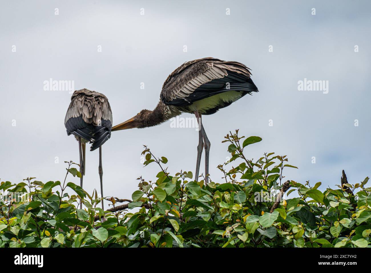 Two playful Painted Stork pairs enjoy a rain shower on a treetop at ...