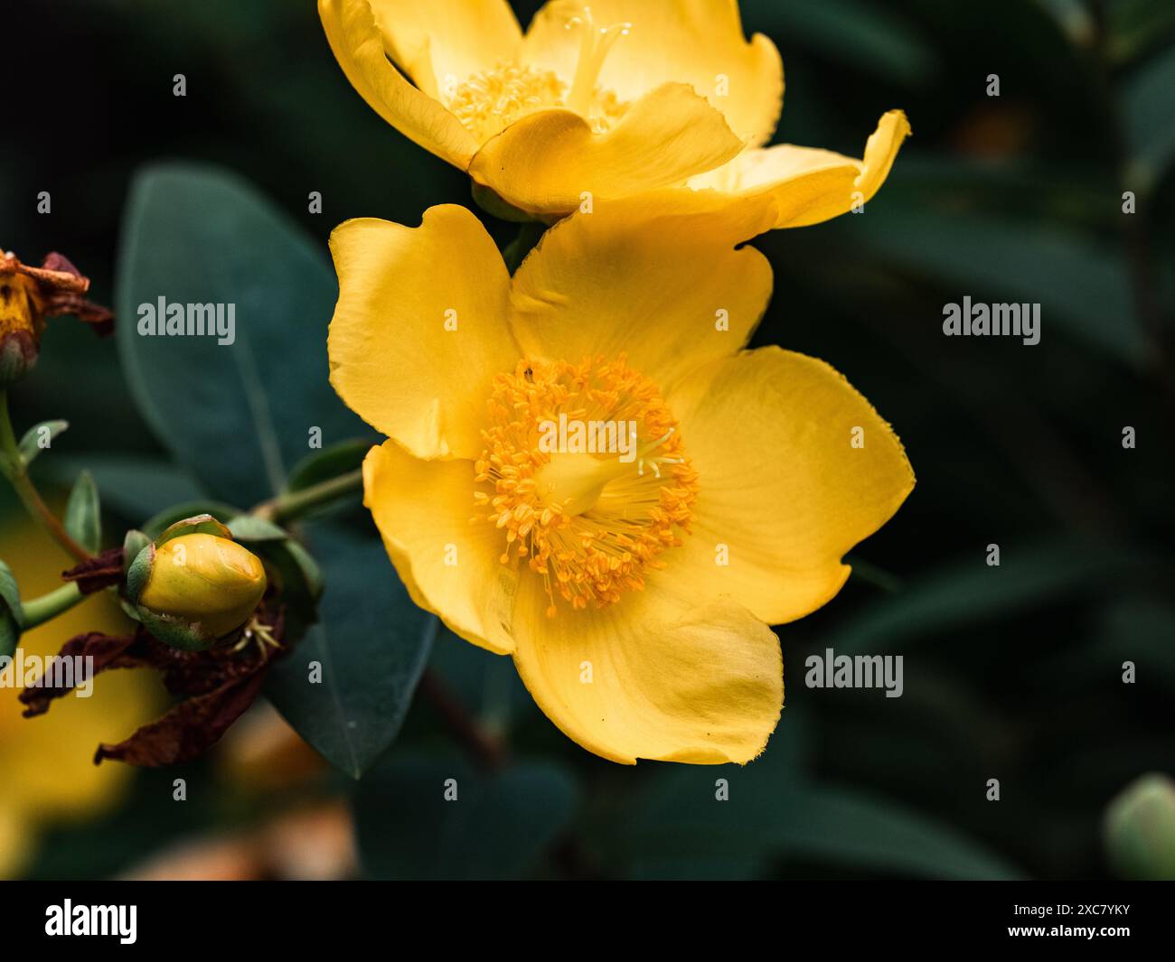 Bright yellow Japanese Kerria flowers, Kerria japonica, bloom in a ...