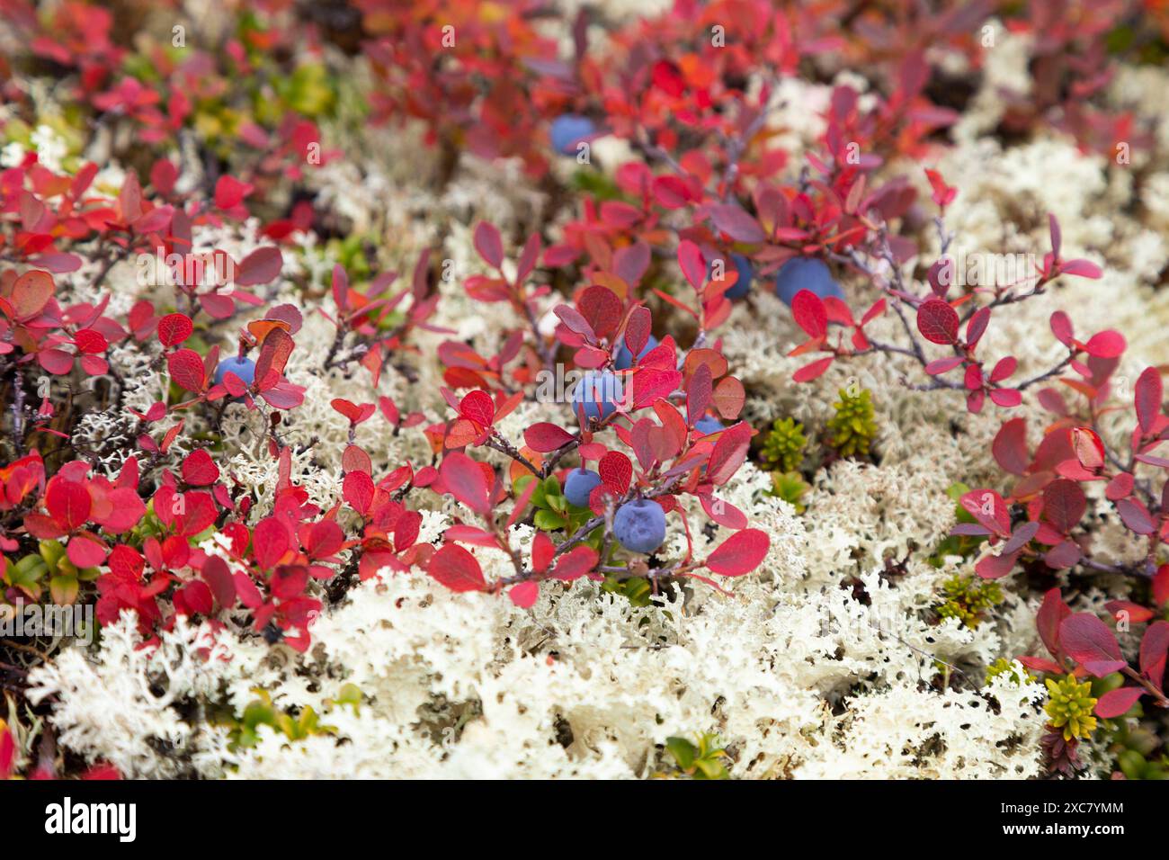 Blueberry bush with ripe berries close up Stock Photo - Alamy