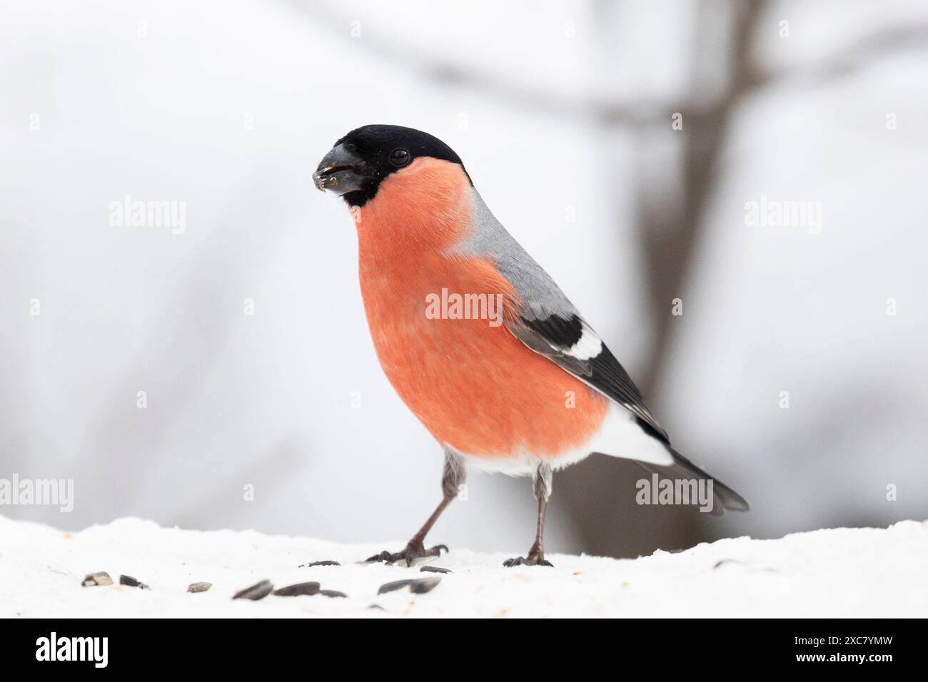 Bullfinch sitting on snow hi-res stock photography and images - Alamy