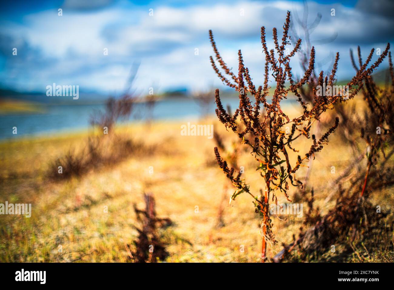 Acedera roja hi-res stock photography and images - Alamy