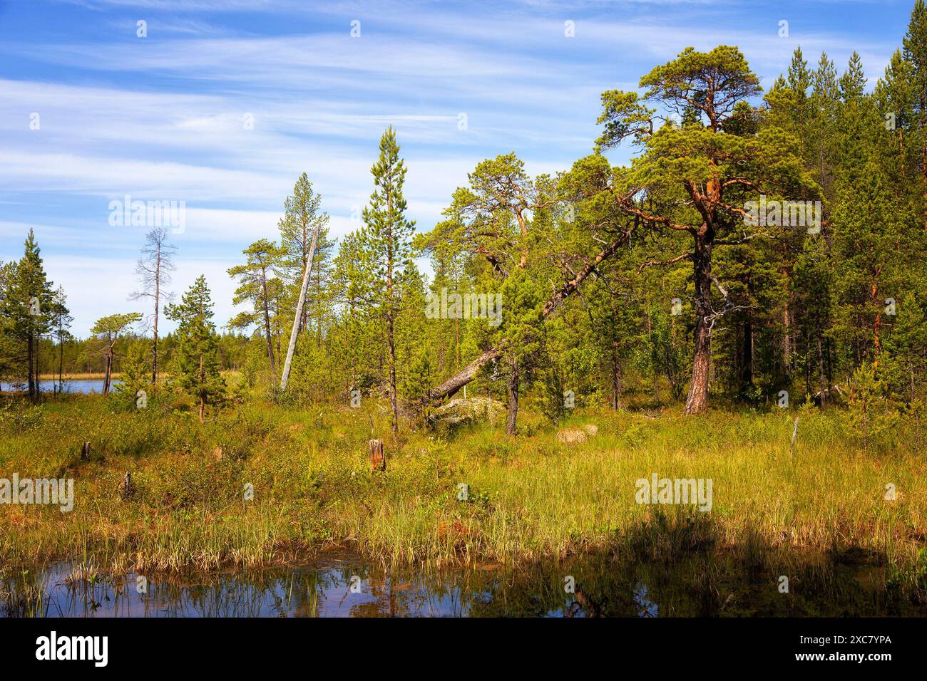 Landscape with trees and swamp in autumn. Polar region. Russia Stock ...