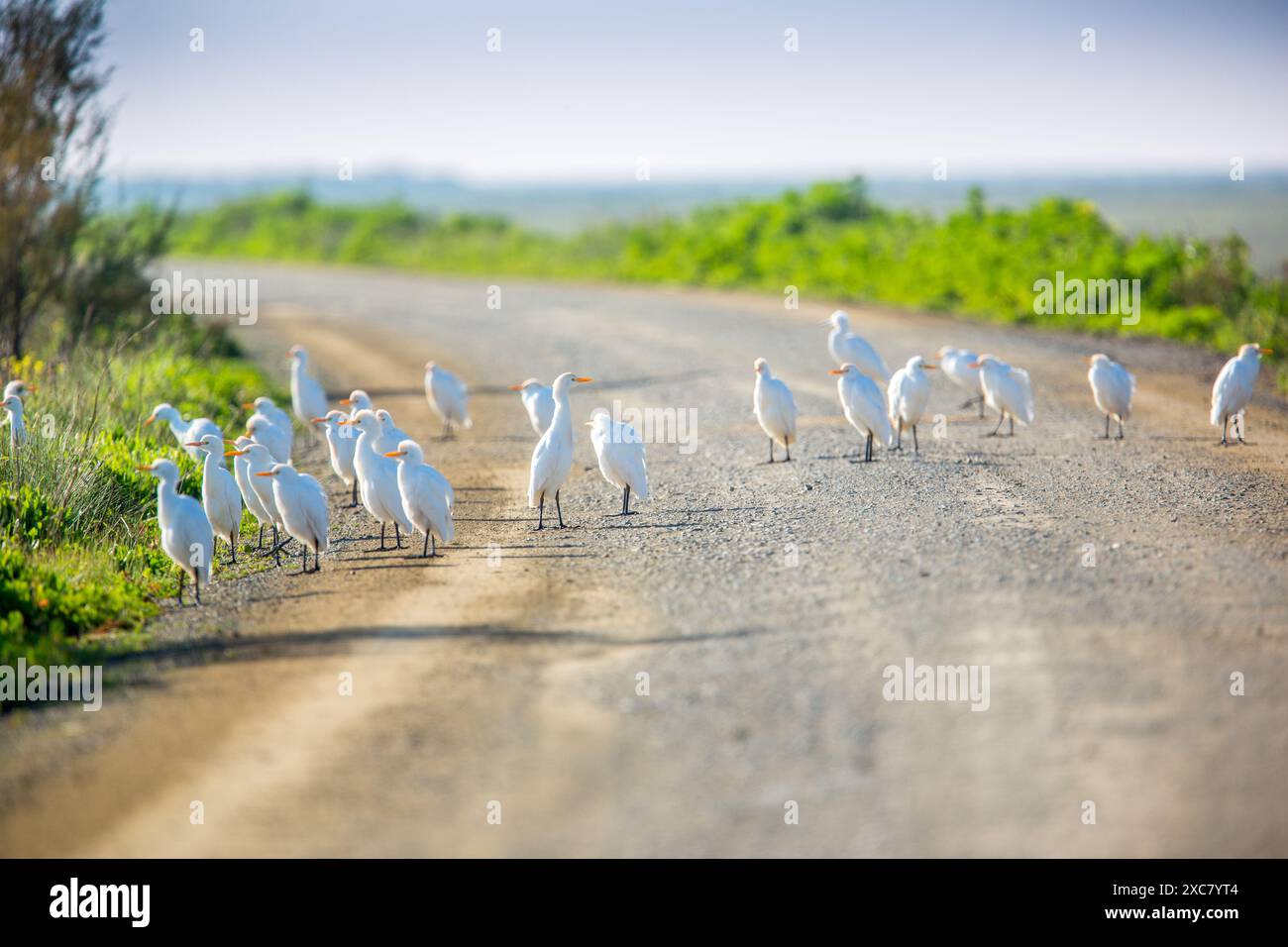 Bandada de garza boyera, also known as cattle egrets, gathered on a ...