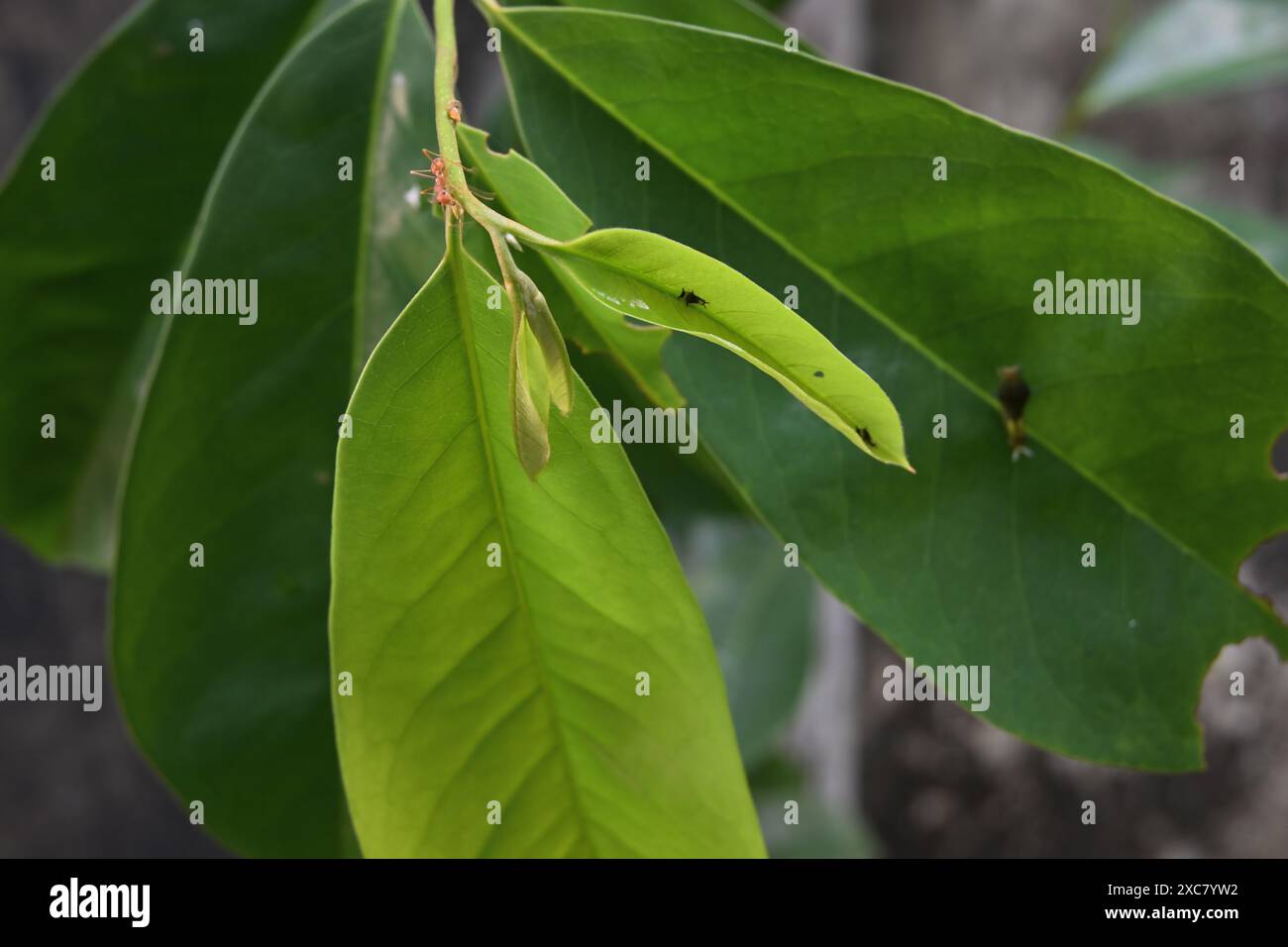 A very small tailed jay caterpillar (Graphium agamemnon) is sitting on ...