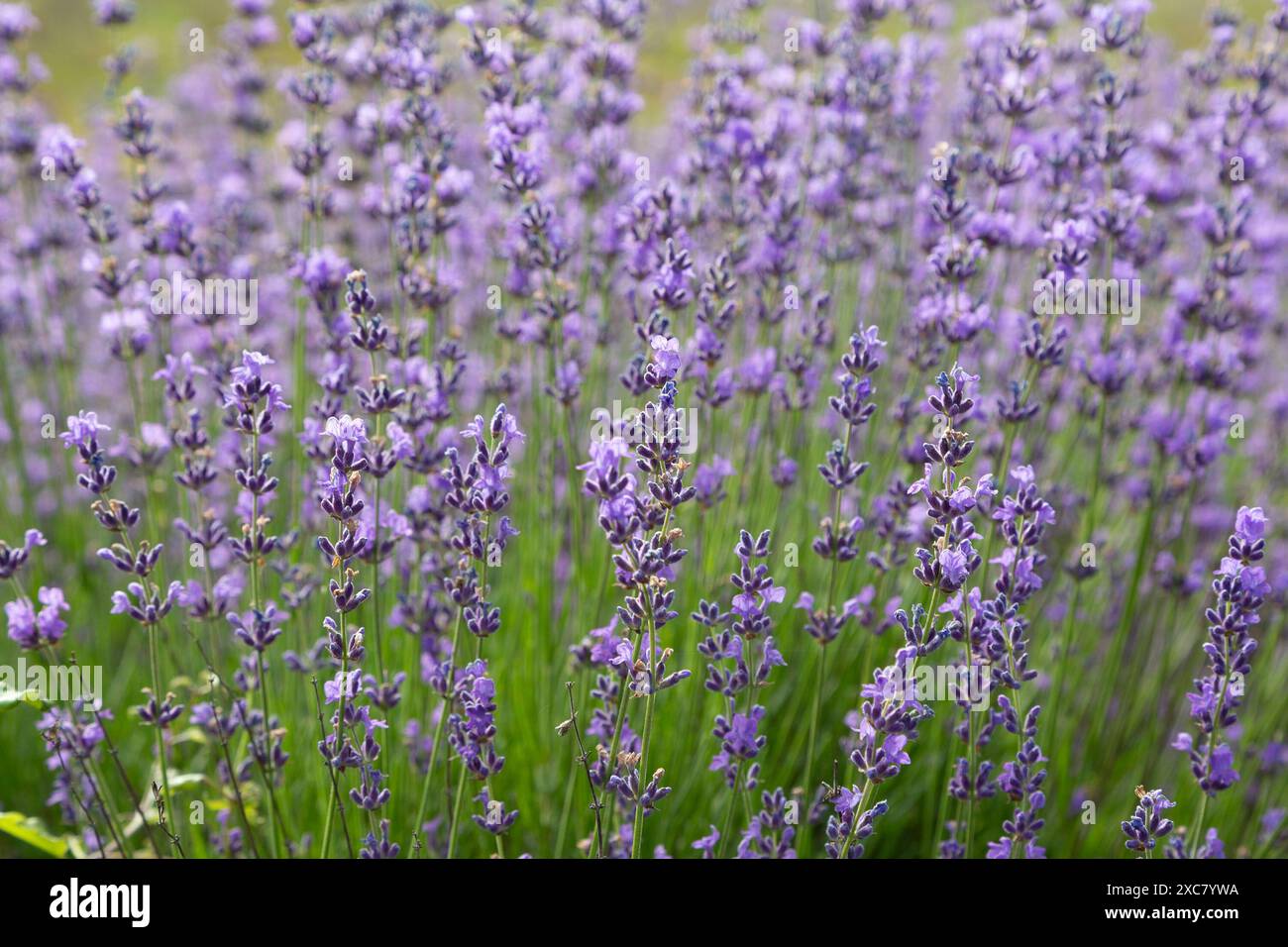 Purple violet color lavender flower field closeup background Stock ...