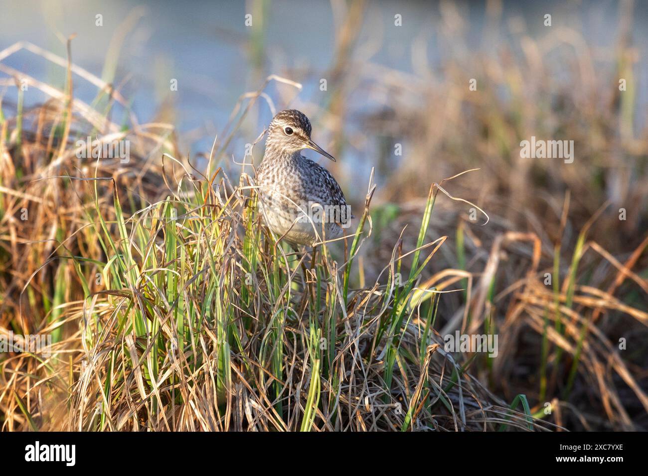 Male and female ruff bird hi-res stock photography and images - Alamy