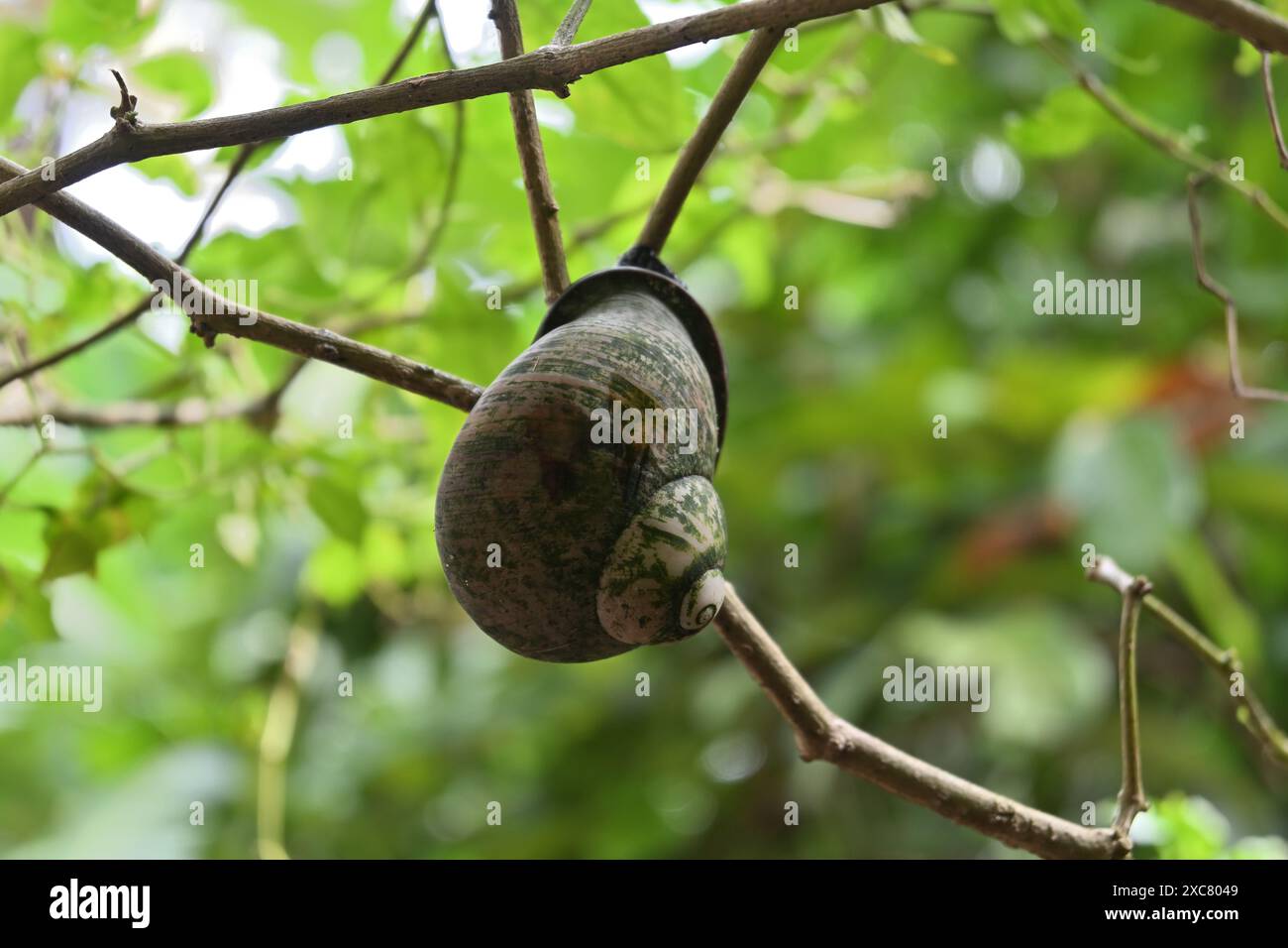 Dorsal shell surface view of a giant land snail (Acavus phoenix ...