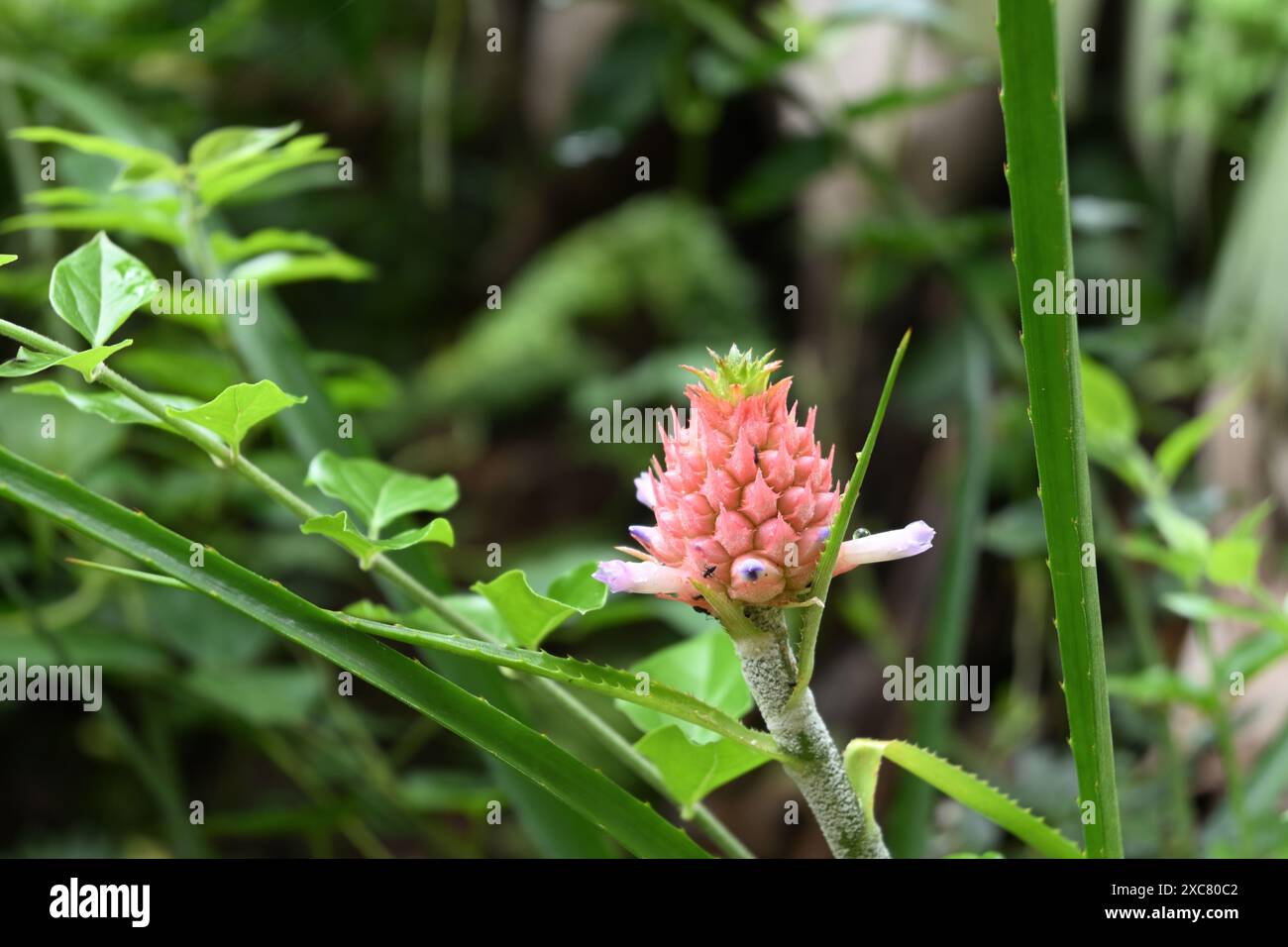 Pineapple miniature variety hi-res stock photography and images - Alamy