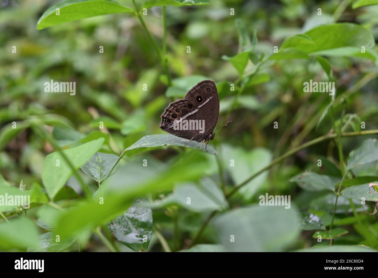 Beautiful ventral side view of a Dark Brand Bush brown butterfly ...