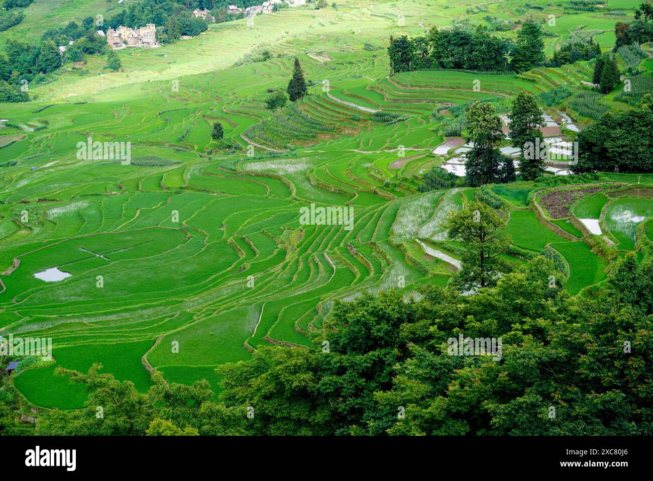 Yuanyang. 14th June, 2024. This photo taken on June 14, 2024 shows a ...