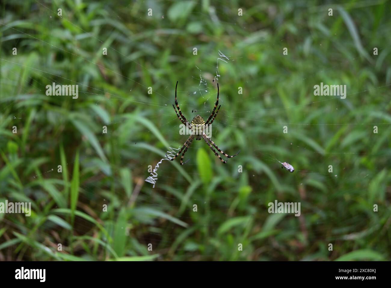 Dorsal side view of a St Andrew's Cross spider sitting in the center of ...
