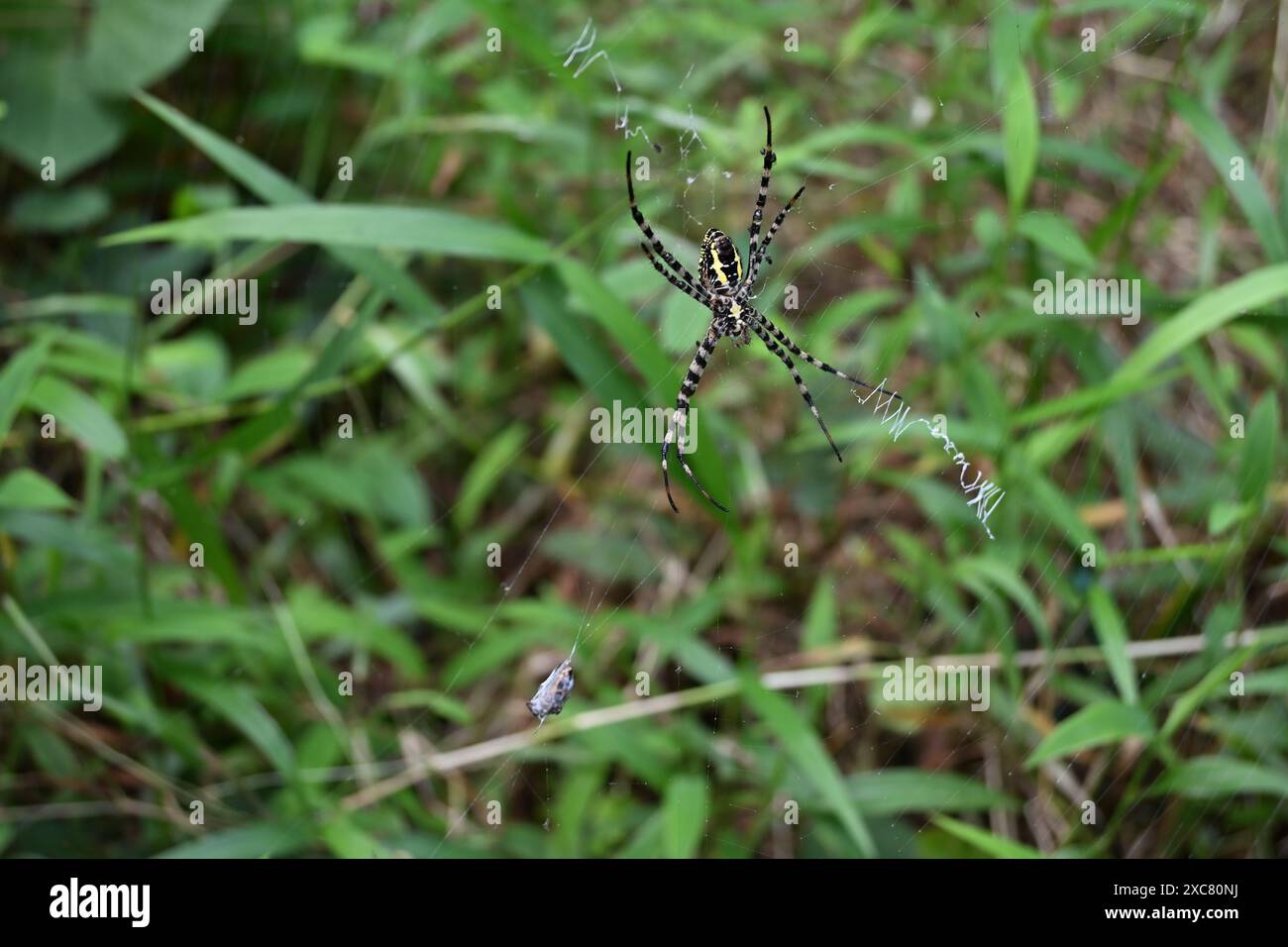 Ventral side view of a St Andrew's Cross spider sitting in the center ...