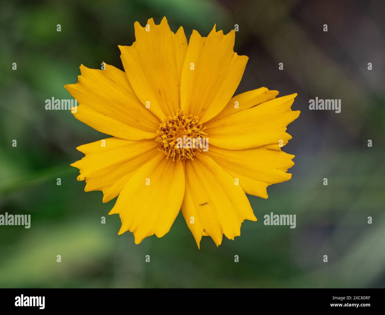 a golden cosmos flower blooms along a roadside in Yokohama, Japan Stock ...