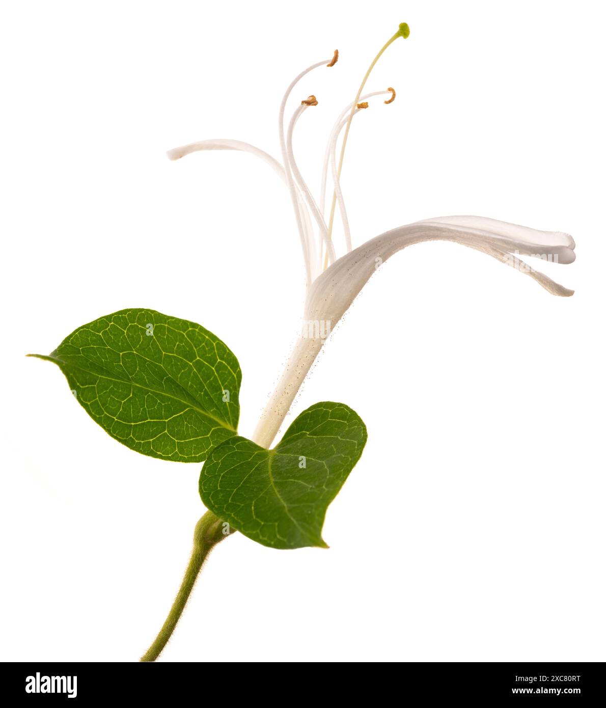 Honeysuckle flower isolated on white background Stock Photo - Alamy