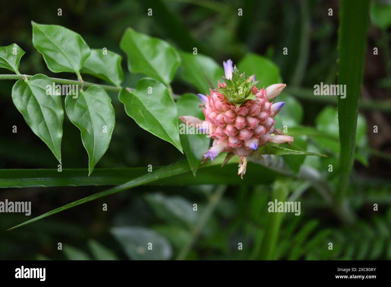 Dwarf pineapple variety hi-res stock photography and images - Alamy