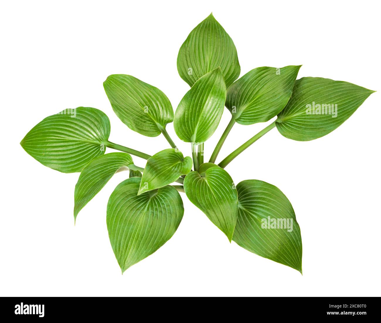 Hosta plantaginea (Plantain Lily) isolated on white background Stock ...
