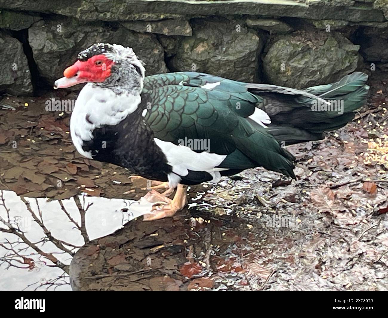 Muscovy pato cairina moschata hi-res stock photography and images - Alamy