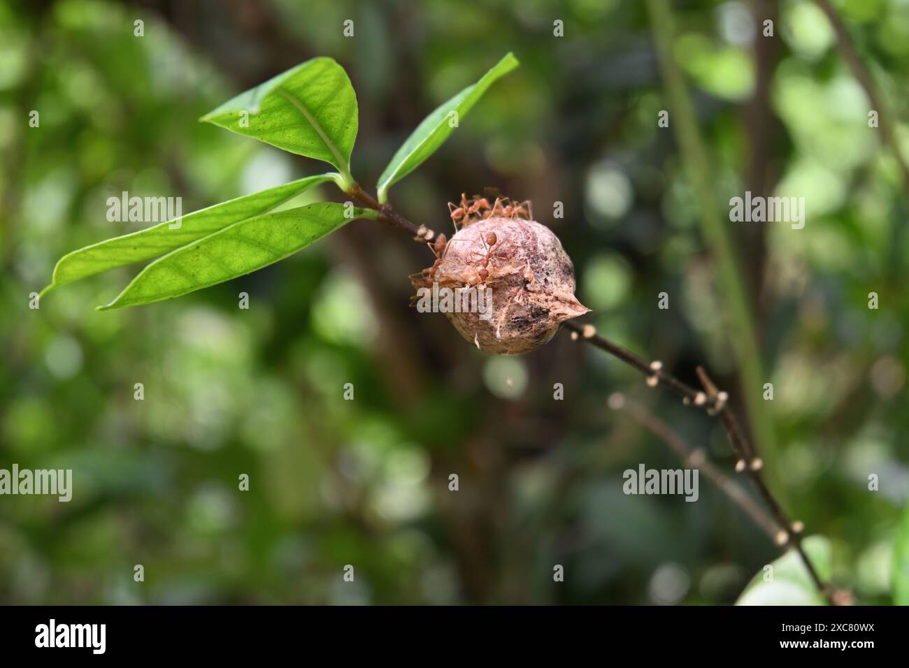 Infant mantis hi-res stock photography and images - Alamy