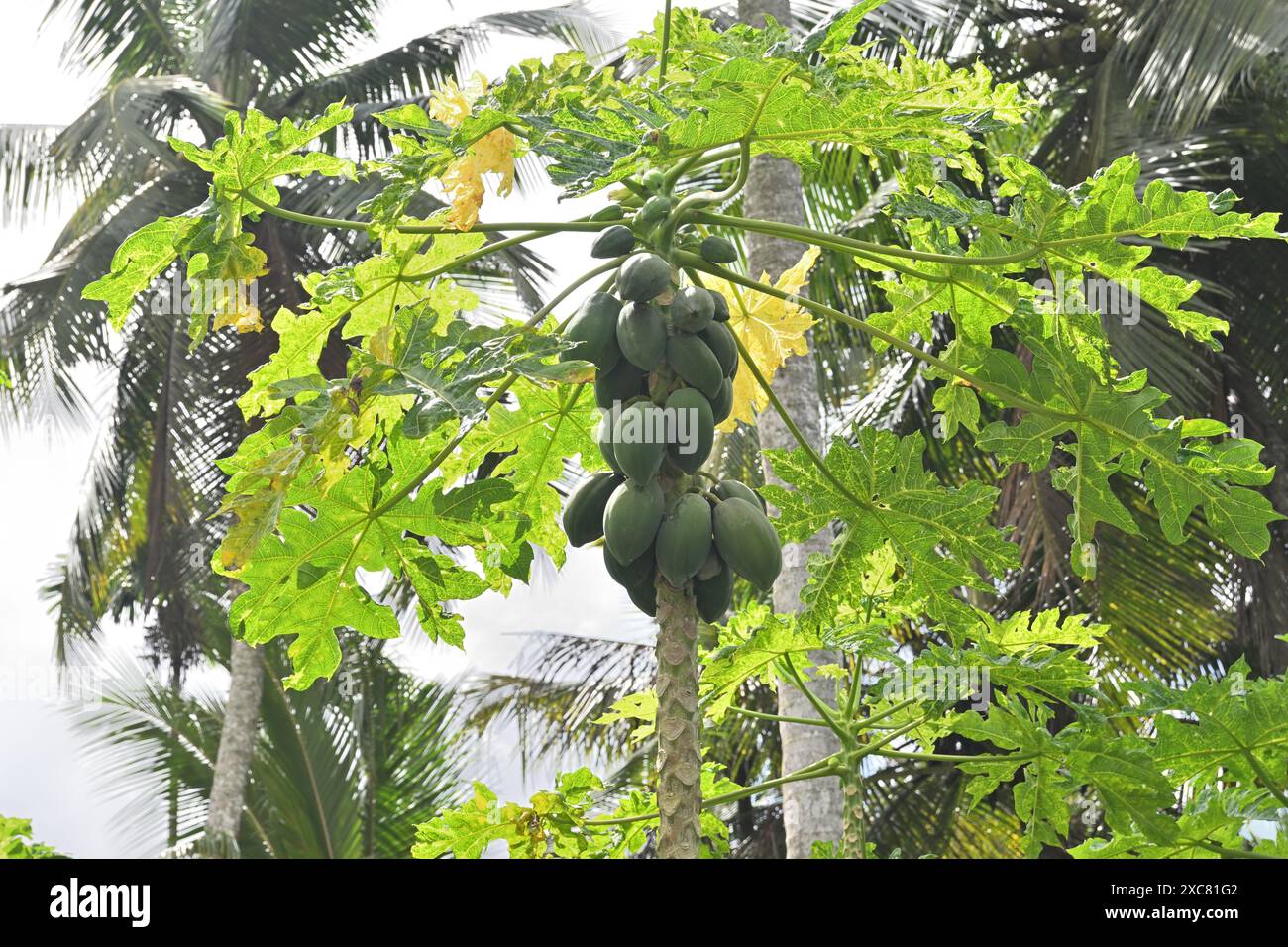 View of a papaya tree with lots of papaya fruits growing in different ...