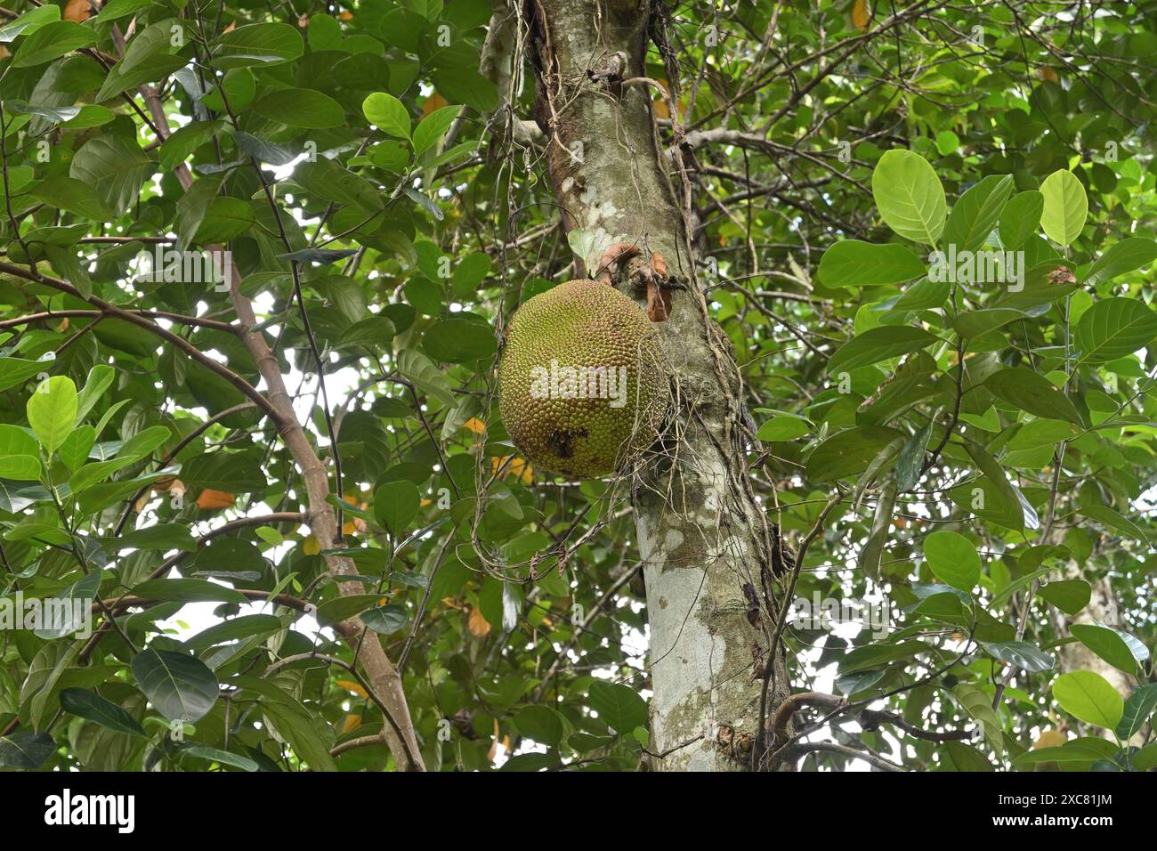 A jack fruit that is not yet ripe hanging from a young tree in a low ...