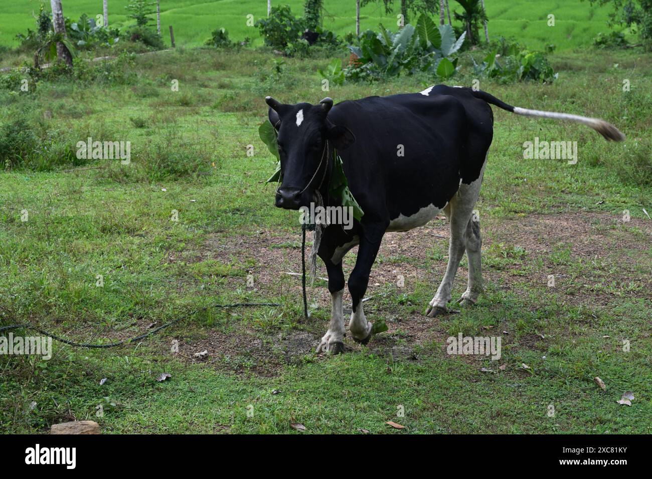 Paddy field and a cow hi-res stock photography and images - Alamy