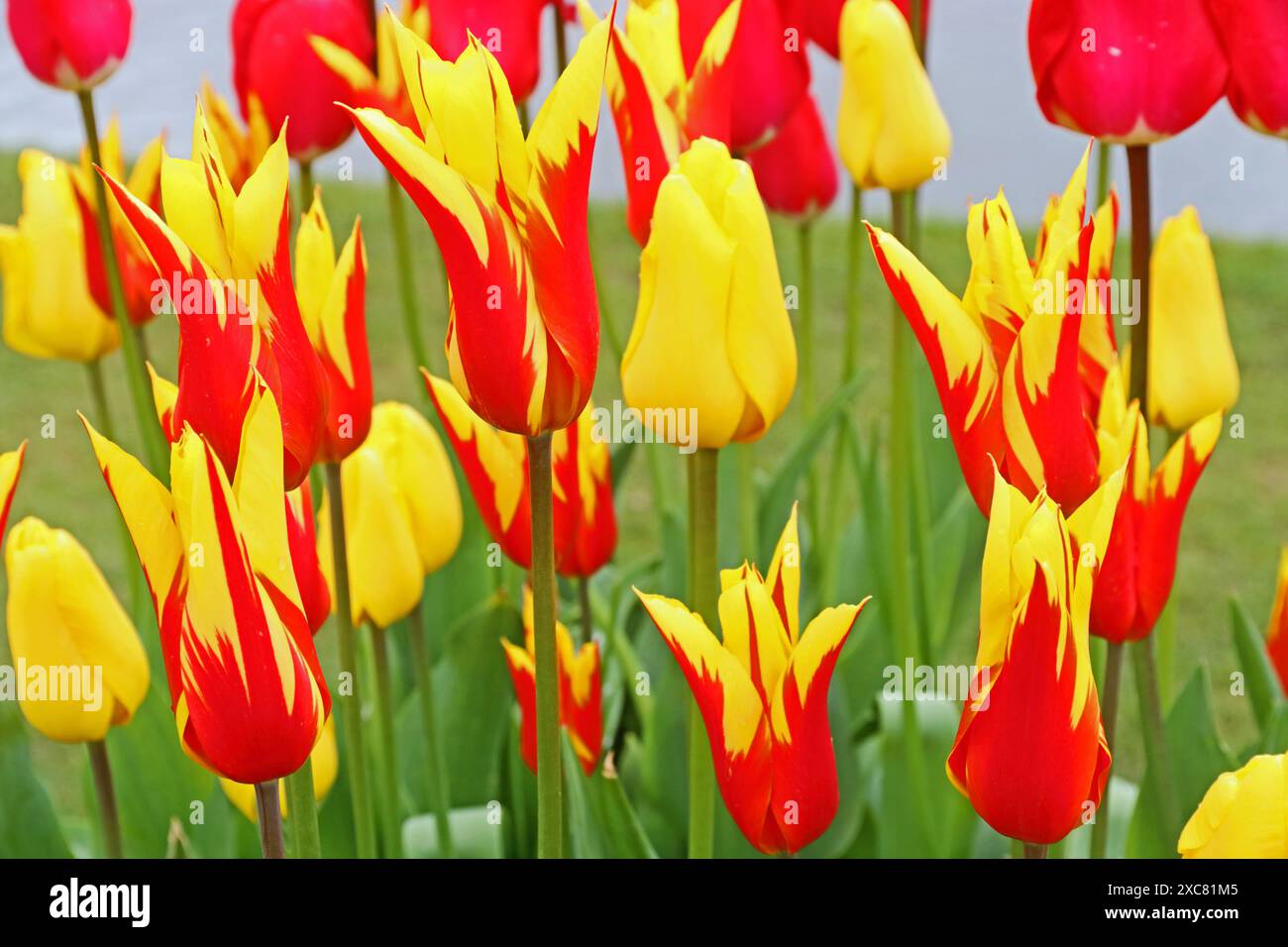 Firewings hi-res stock photography and images - Alamy