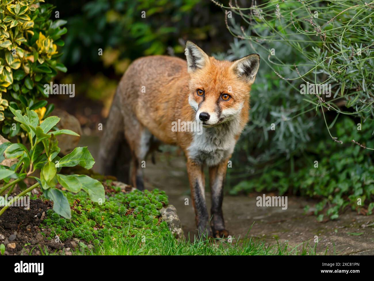 Close up face fox hi-res stock photography and images - Alamy