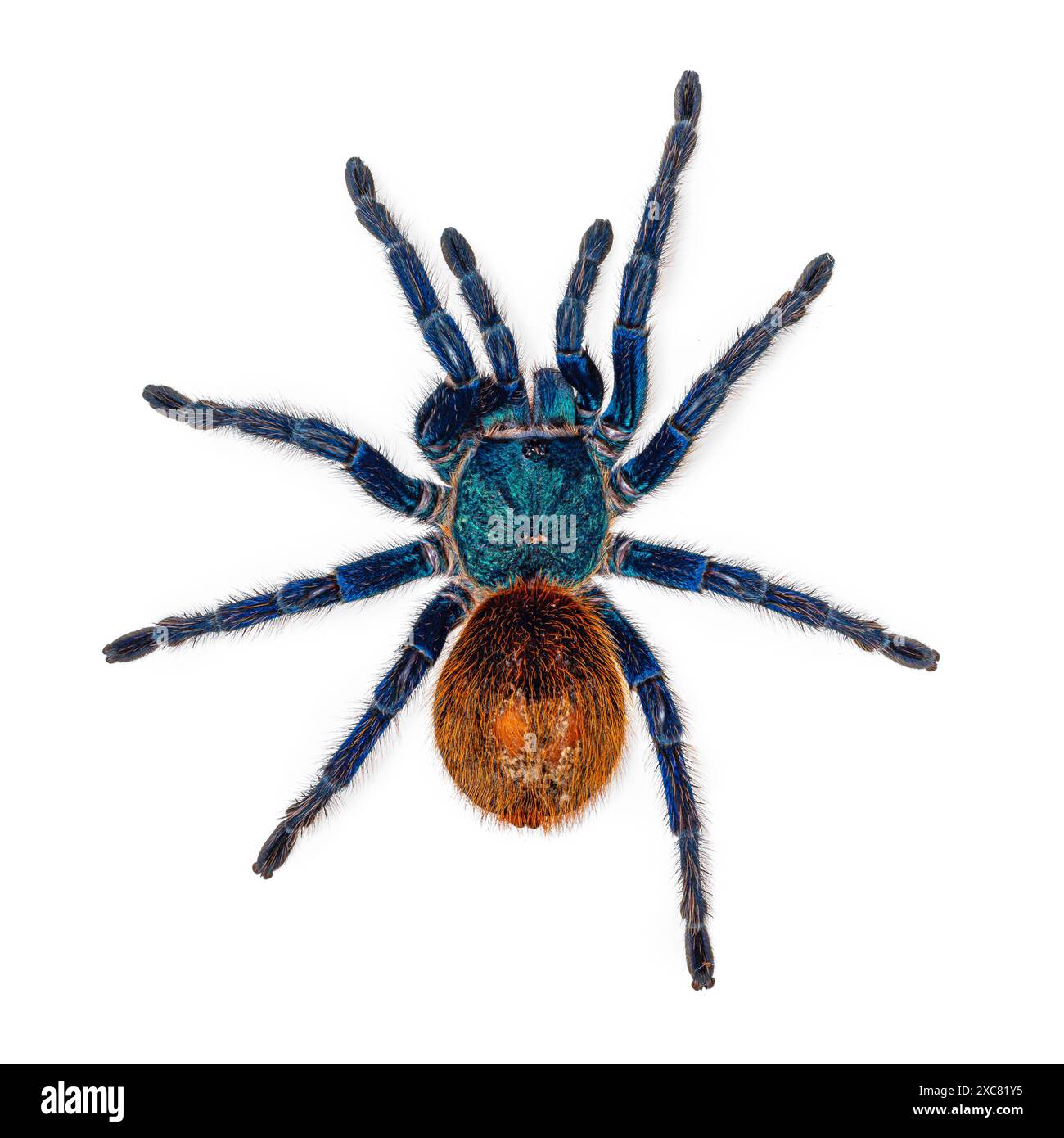 Chromatopelma cyaneopubescens aka Green bootle blue tarantula of GBB ...