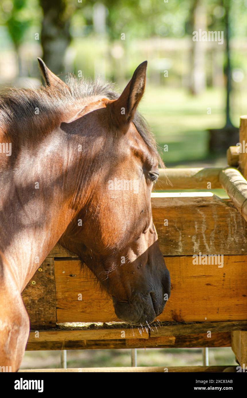 Ranch domestic hi-res stock photography and images - Alamy