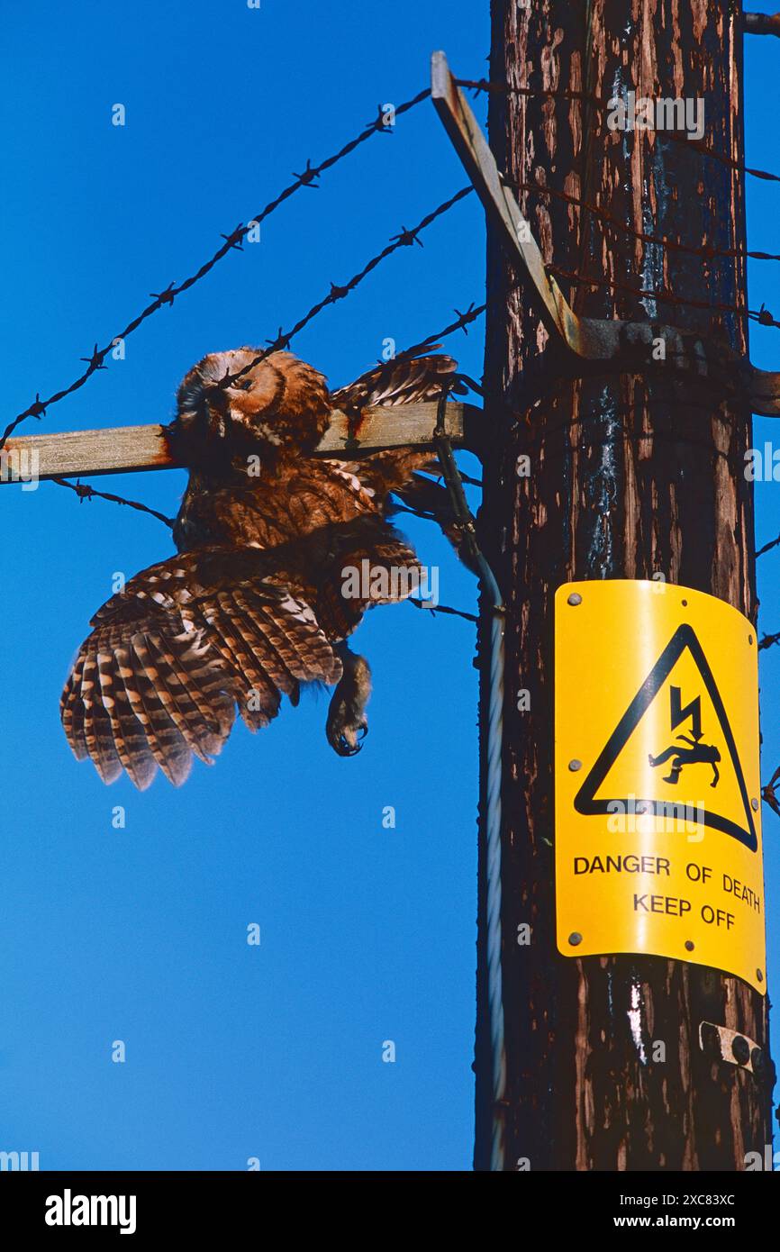 Tawny owl Strix aluco killed on overhead wires, Linwood, New Forest ...