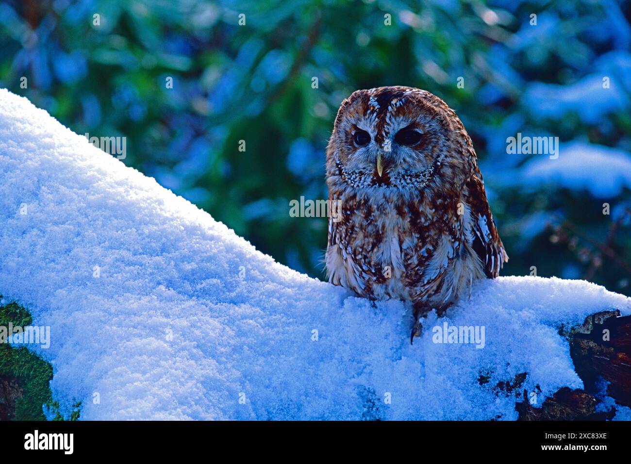 Tawny owl Strix aluco in snowy woodland setting, [captive] near ...