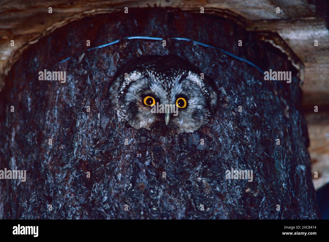 Tengmalm's owl Aegolius funereus peering out of nest box, near Oulu ...