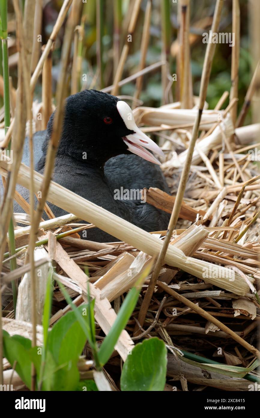 Large untidy looking nest hi-res stock photography and images - Alamy