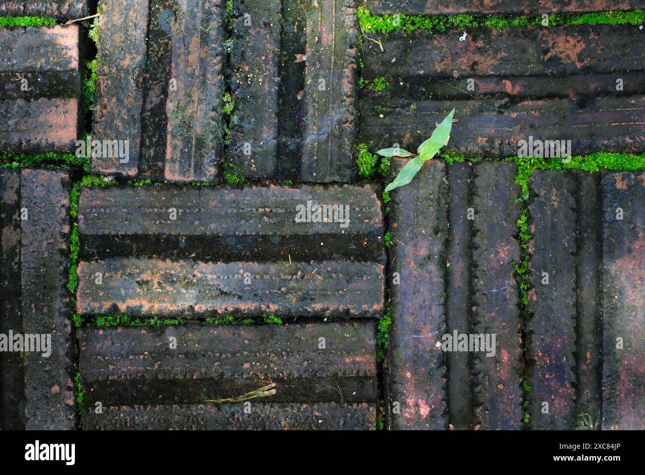 Flooring from old bricks with moss Stock Photo - Alamy