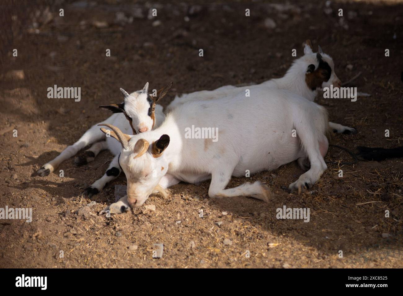 Goat kids grazing cattle hi-res stock photography and images - Alamy