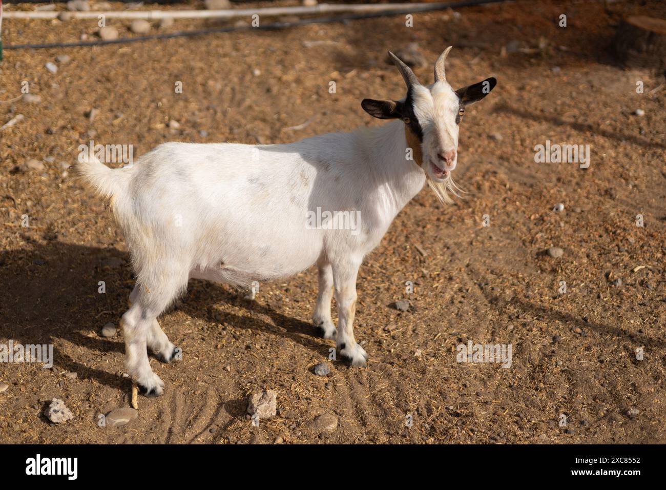 Beautiful white goat kids hi-res stock photography and images - Alamy