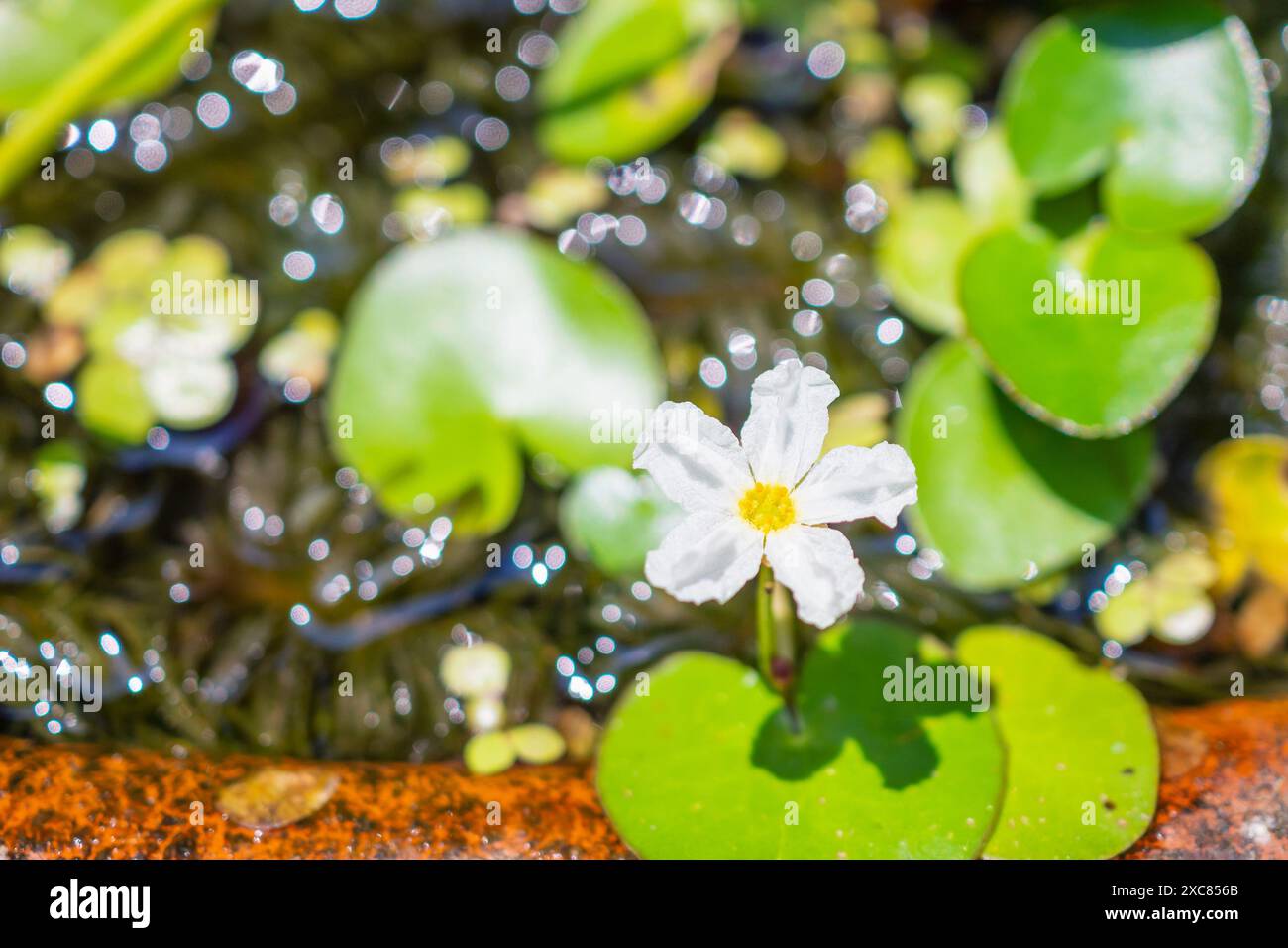 Flower of Water snowflake, banana plant lily and big floatingheart ...