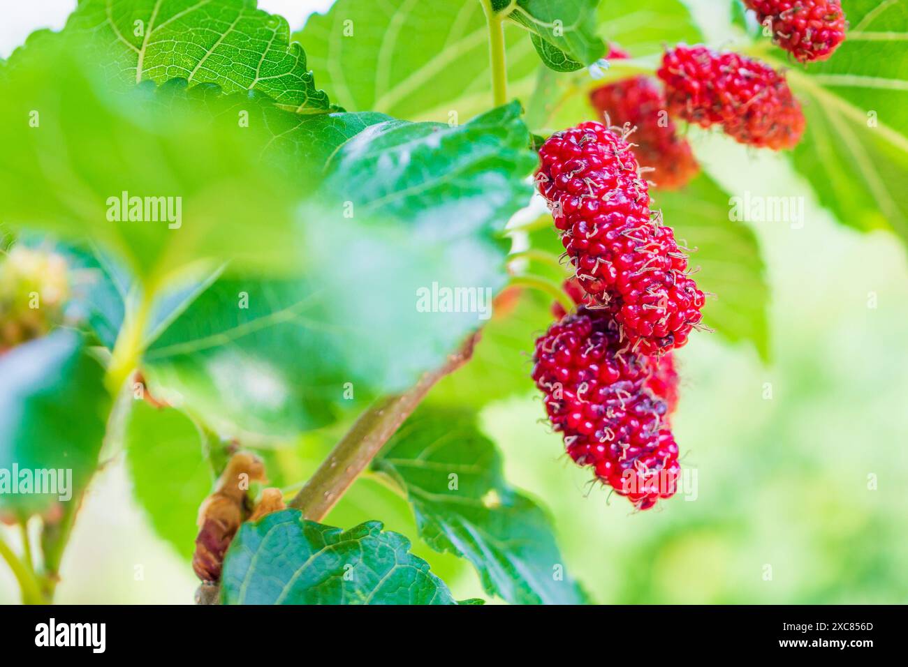 Fresh red mulberry fruits on tree branch Stock Photo - Alamy