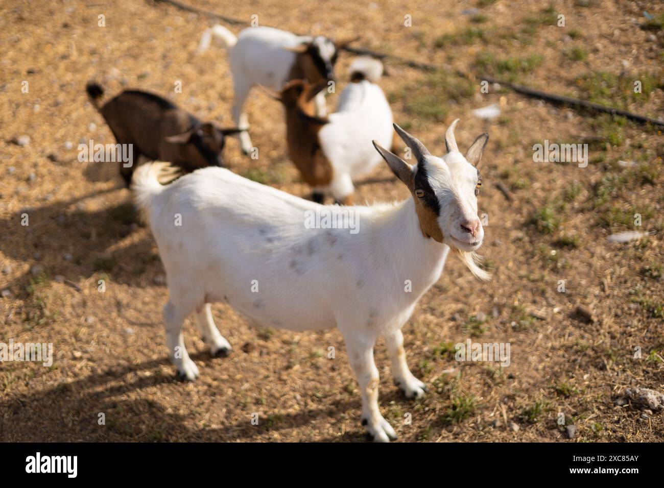 Little white goat walk hi-res stock photography and images - Alamy