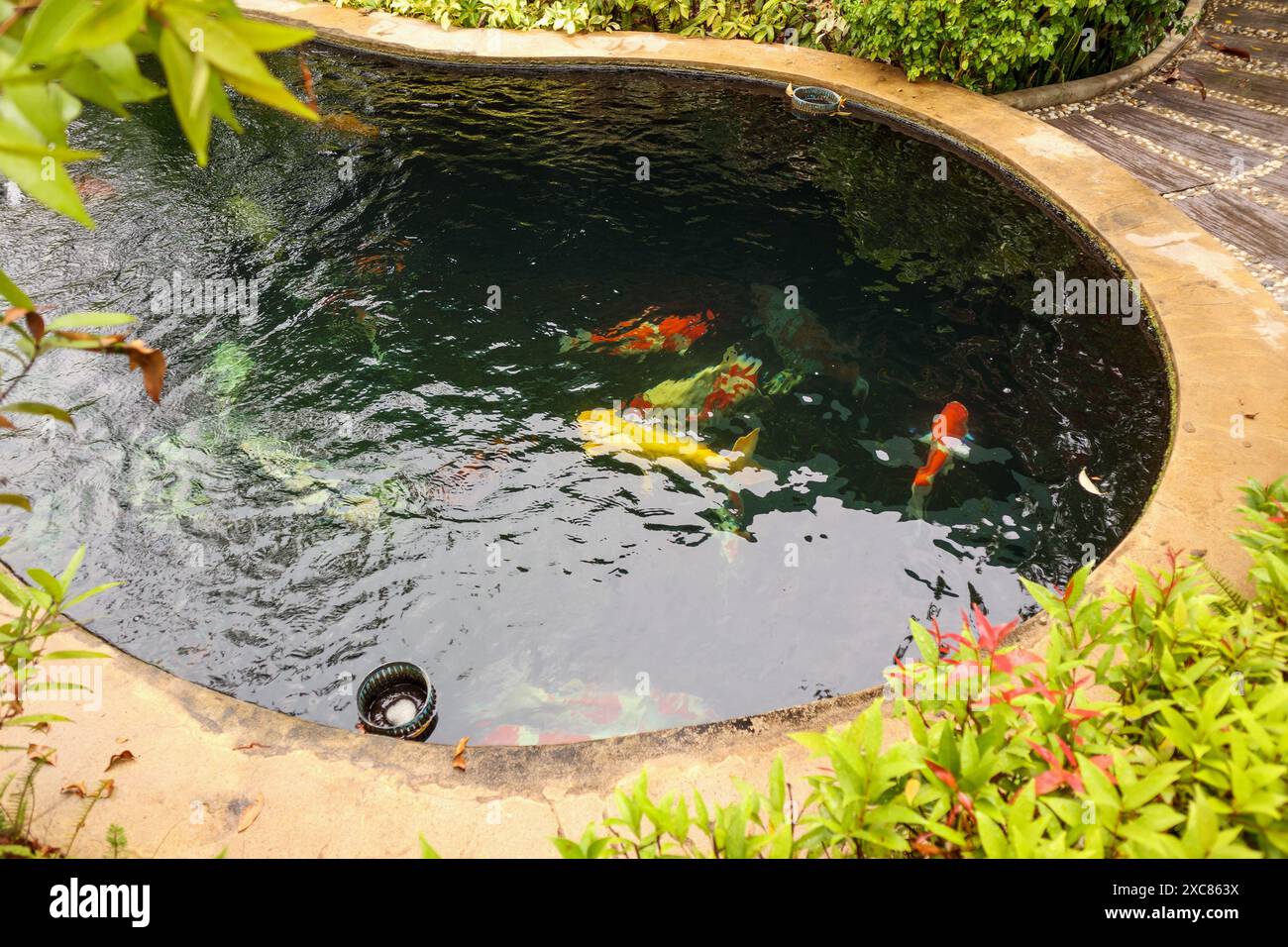 Colorful fishes backyard pond garden hi-res stock photography and ...