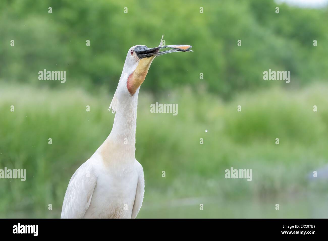 Eurasian Spoonbill, Platalea leucorodia, single adult swallowing large ...
