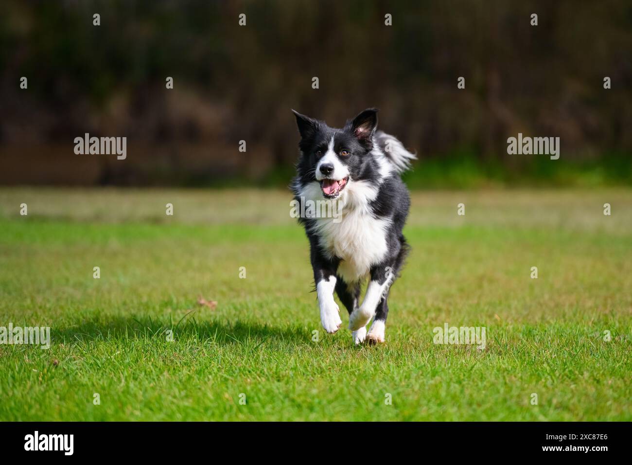 Border Collie dog running in park. Purebred male canine playing on ...