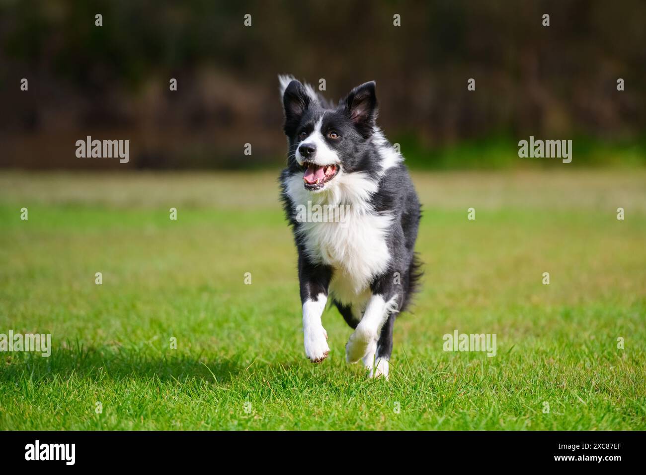 Border Collie dog running in park. Purebred male canine playing on ...