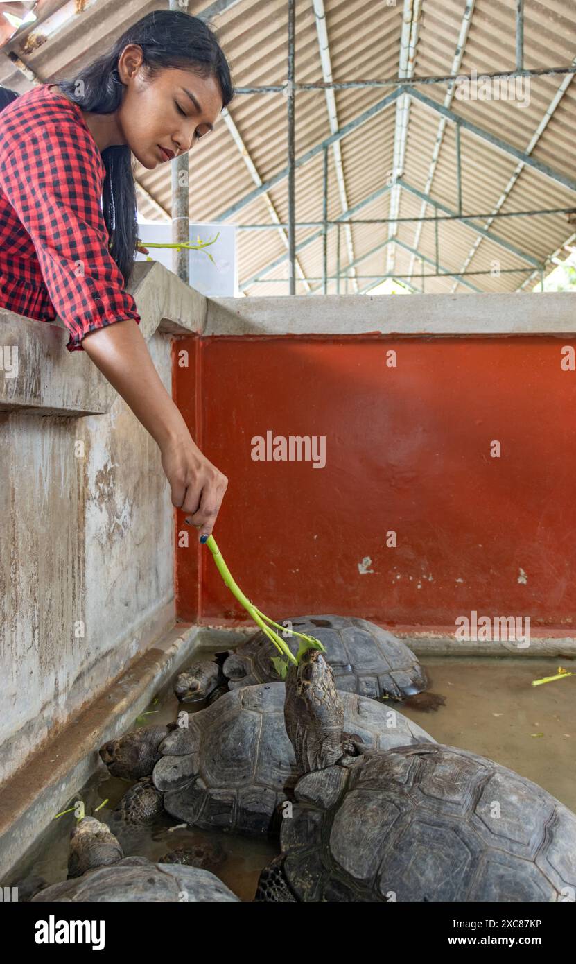 A woman feeds turtles in an enclosure Stock Photo - Alamy