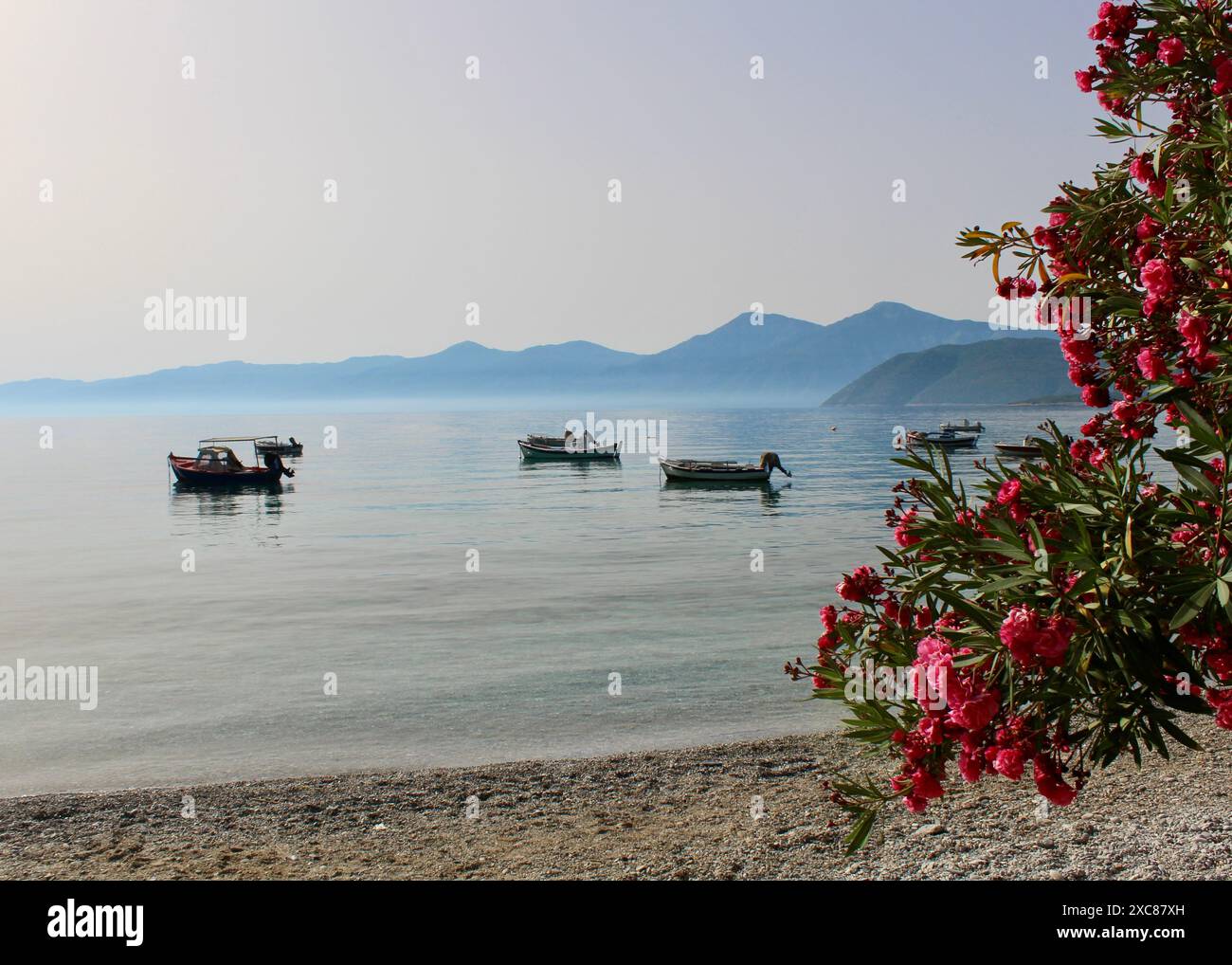 Trees photo gallery hi-res stock photography and images - Alamy