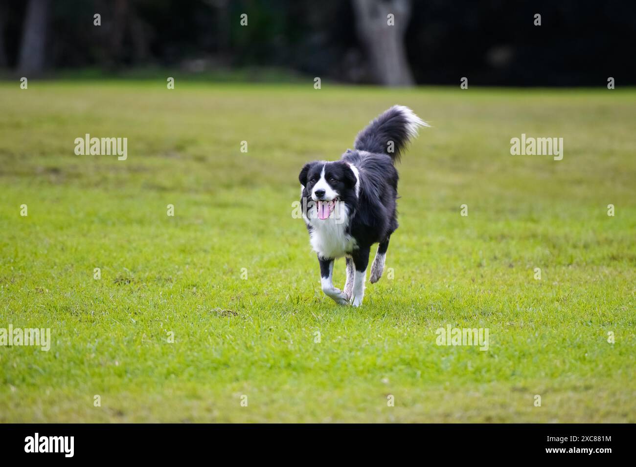 Border Collie dog running in park. Purebred male canine playing on ...