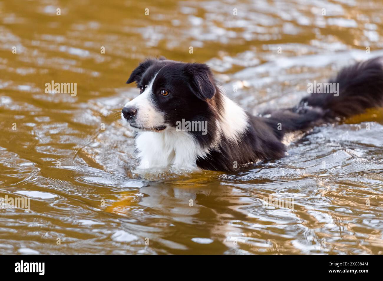 Male Border Collie dog swimming in the water. Wet purebred canine ...