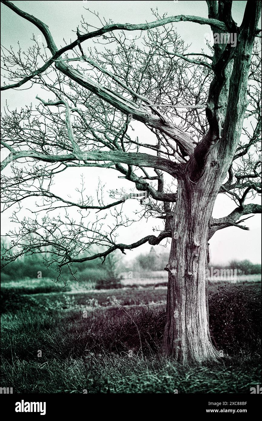 dead tree carlton marshes, oulton broad, suffolk, England Stock Photo ...