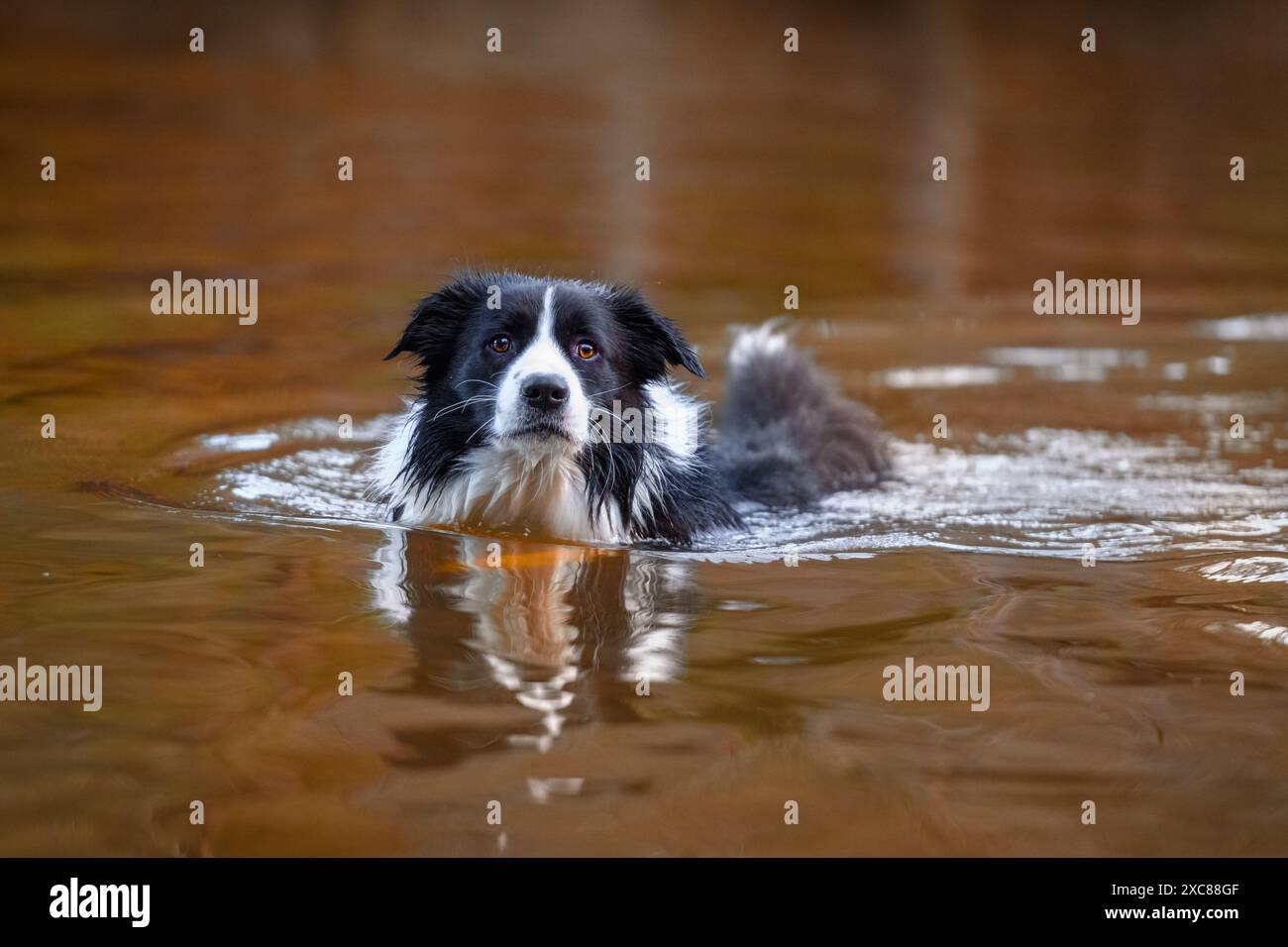 Male Border Collie dog swimming in the water. Wet purebred canine ...